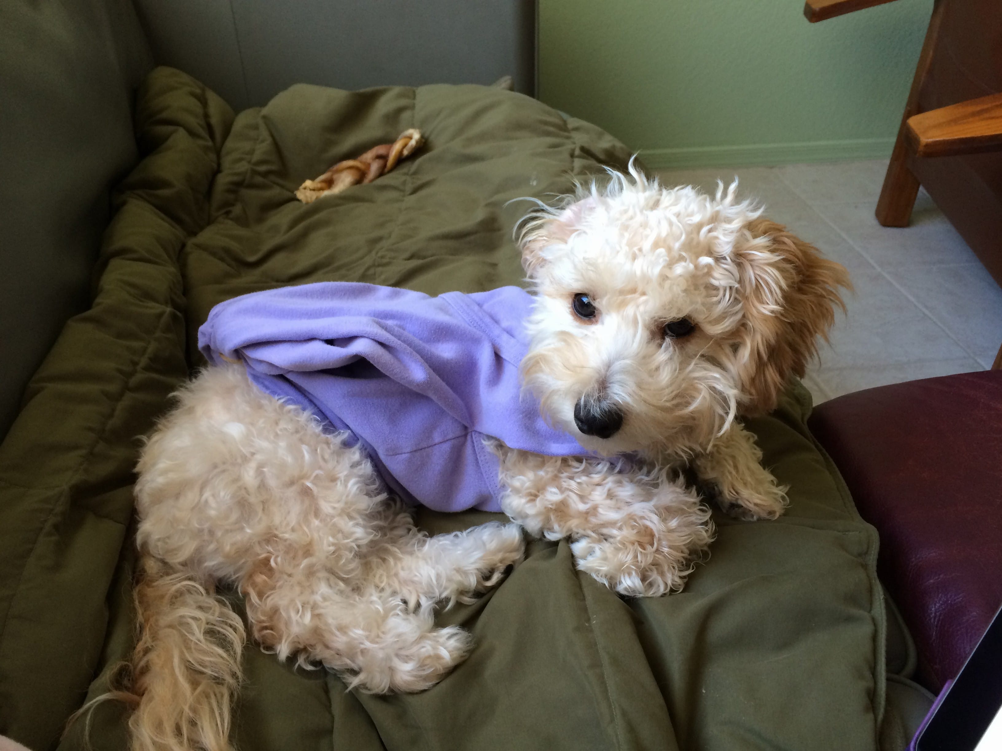 Want to Learn How to Talk to Animals? The Heart School is for you!