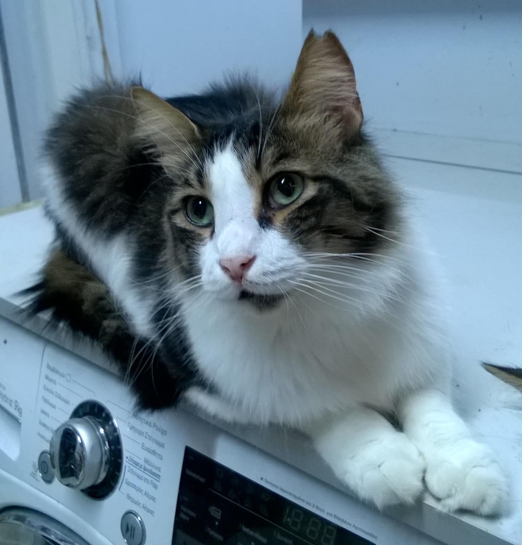 Want to Learn How to Talk to Animals? The Heart School is for you!